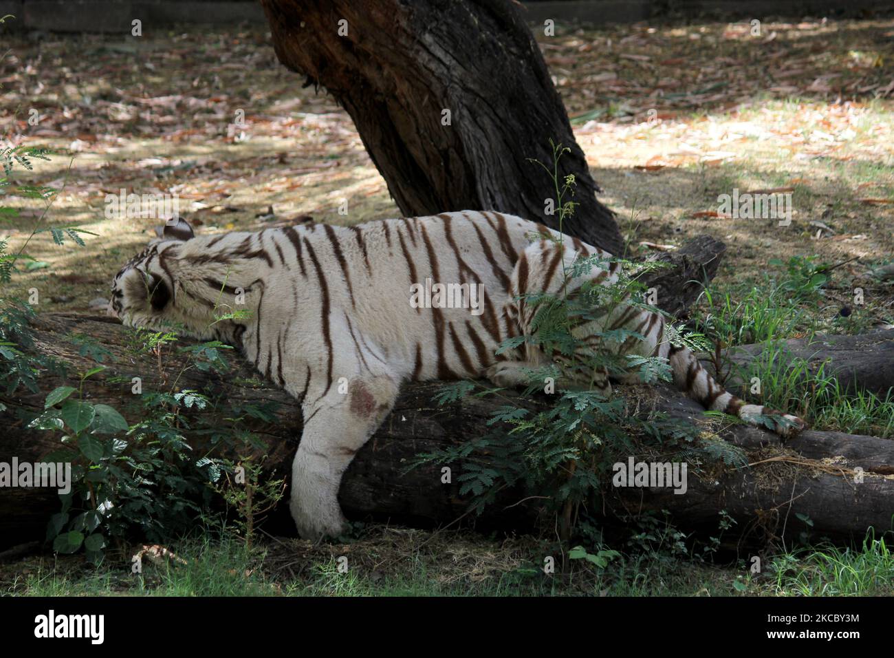 Vijay, a white Bengal tiger, is pictured at National Zoological Park ...