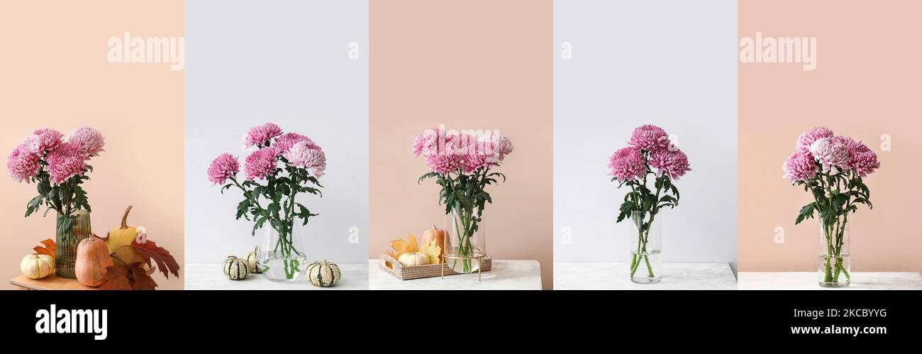 Group of pink chrysanthemum flowers in vases on color background Stock ...