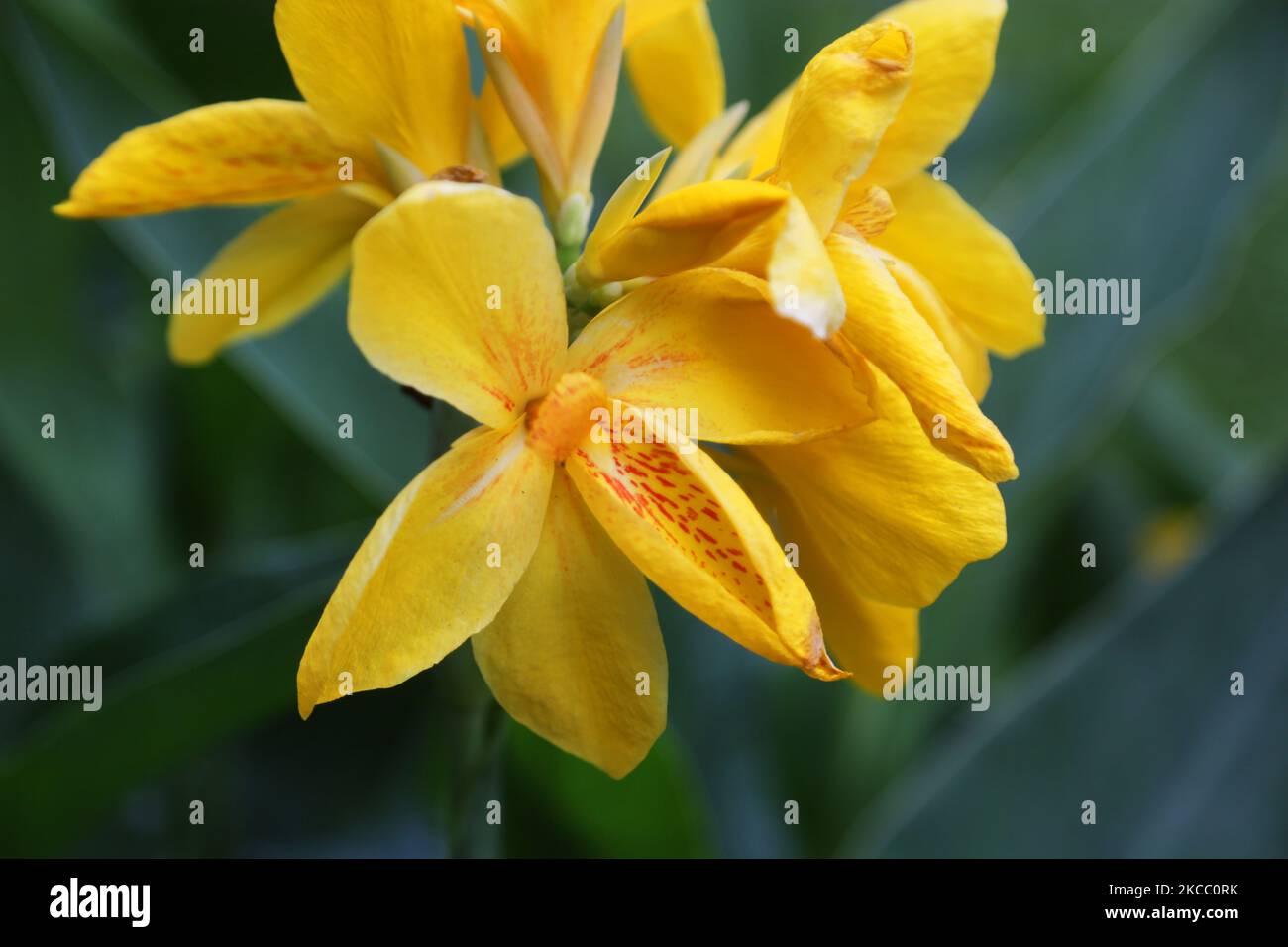 Canna flowers growing at the Royal Botanical Gardens in Peradeniya, Sri ...