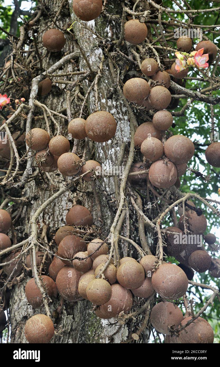 Nagachampa hi-res stock photography and images - Alamy