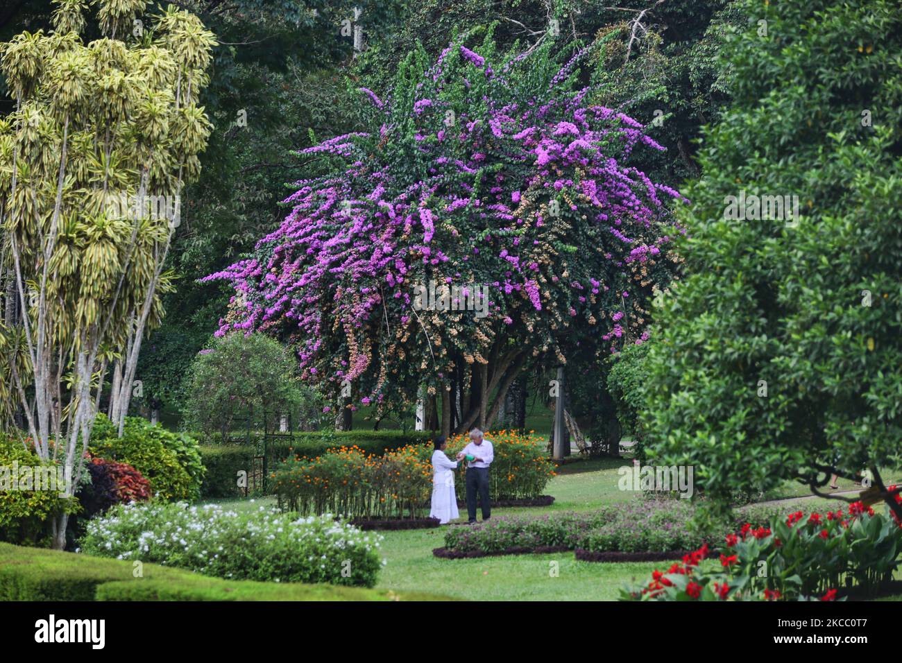 Royal Botanical Gardens in Peradeniya, Sri Lanka. The Royal Botanical Gardens is located to the ...