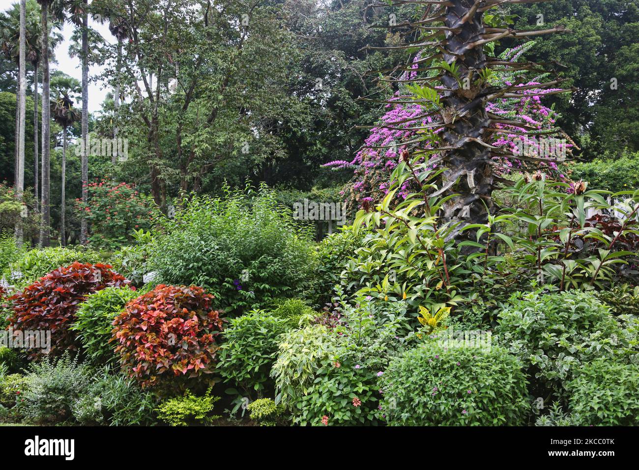 Royal Botanical Gardens in Peradeniya, Sri Lanka. The Royal Botanical ...