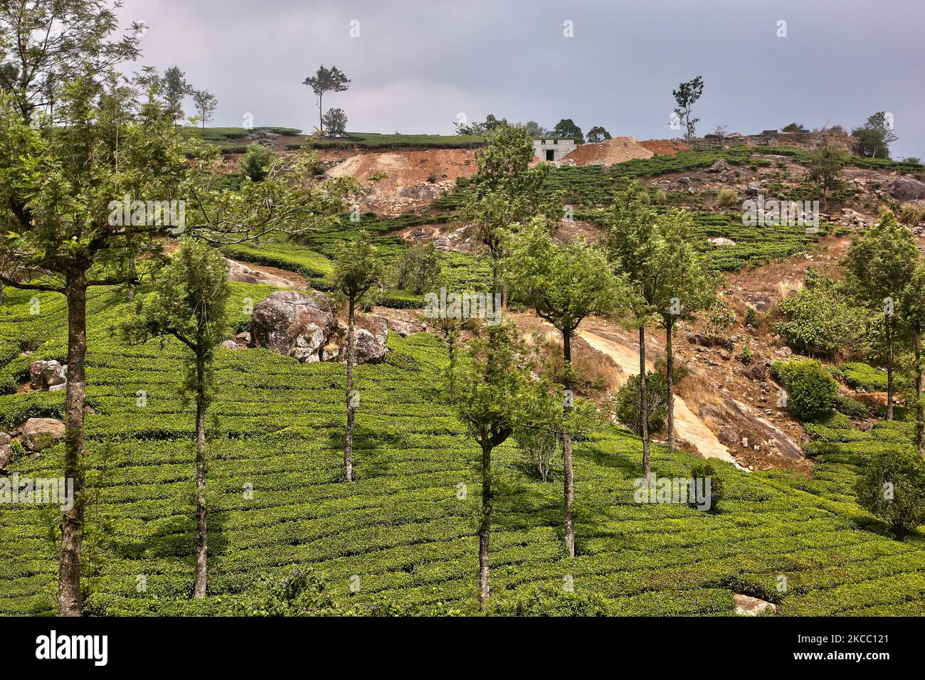 Tea plants seen growing along the hills of one of the many tea estates ...