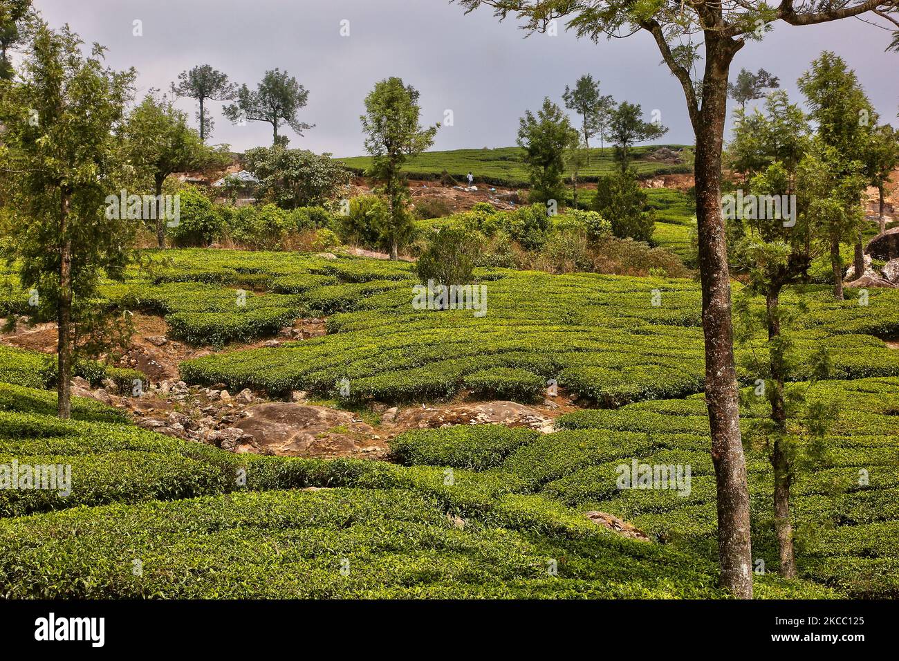 Tea plants seen growing along the hills of one of the many tea estates ...
