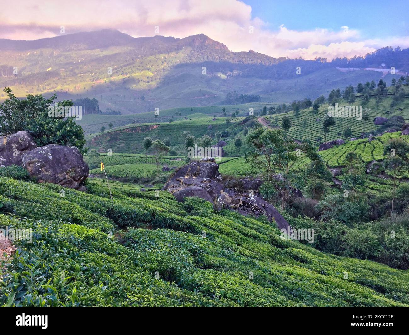 Tea plants seen growing along the hills of one of the many tea estates ...