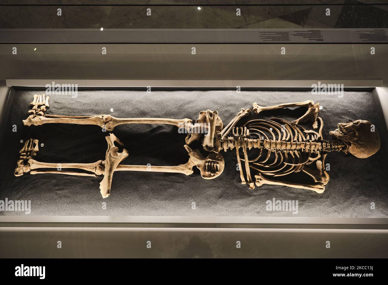 Skeletons of gladiators from the necropolis of York at the exhibition ...