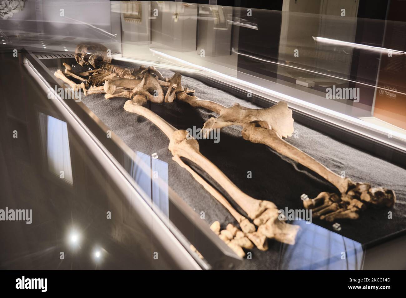 Skeletons of gladiators from the necropolis of York at the exhibition ...