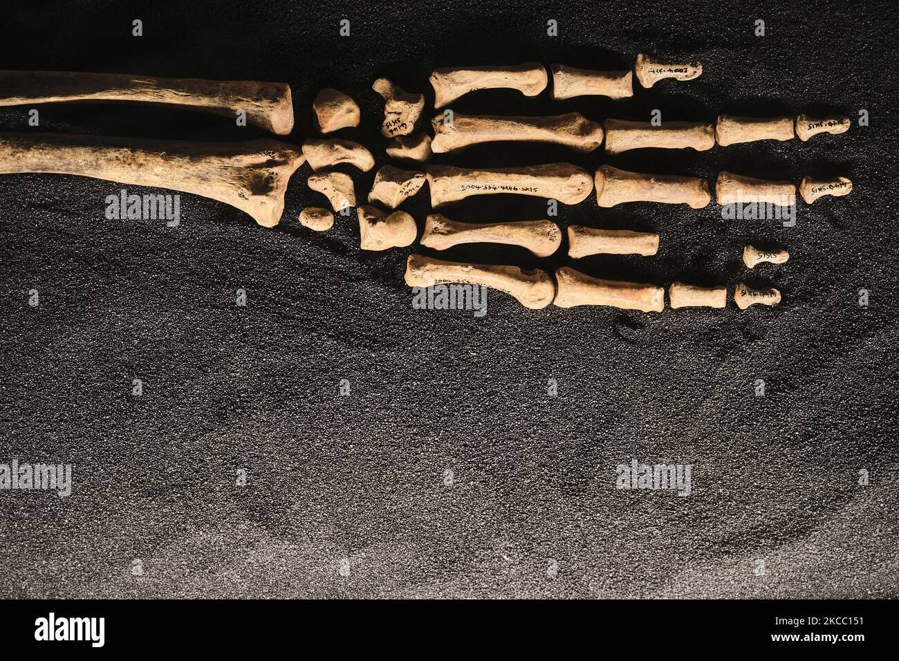 Skeletons of gladiators from the necropolis of York at the exhibition ...