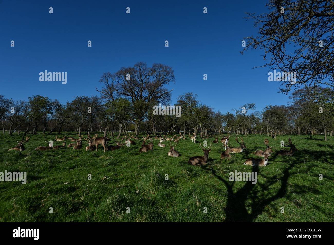 A herd of wild deer rest in sunny spring weather in Phoenix Park ...