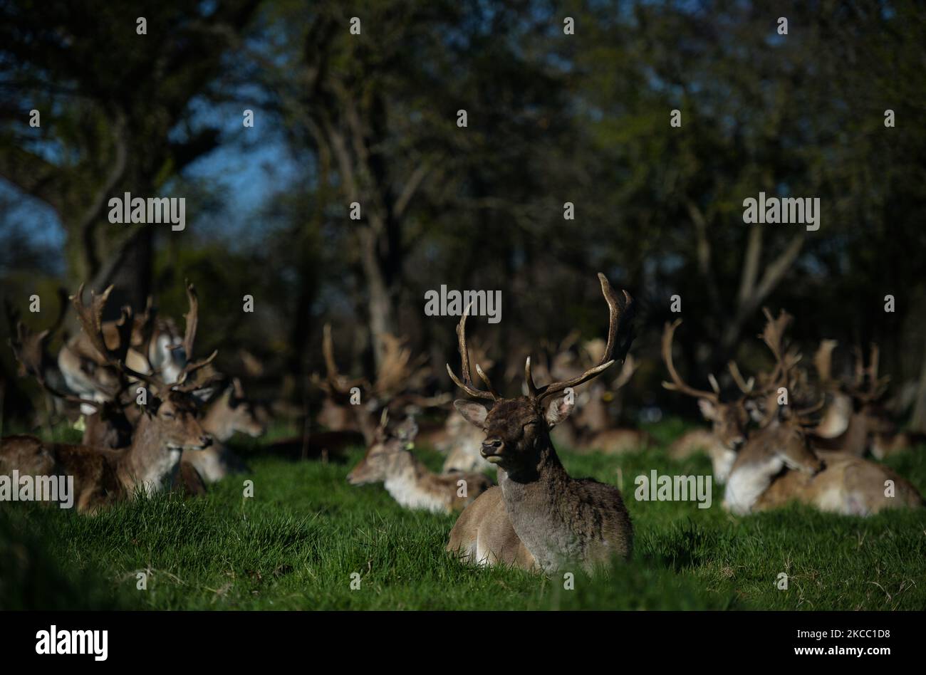 A herd of wild deer rest in sunny spring weather in Phoenix Park ...