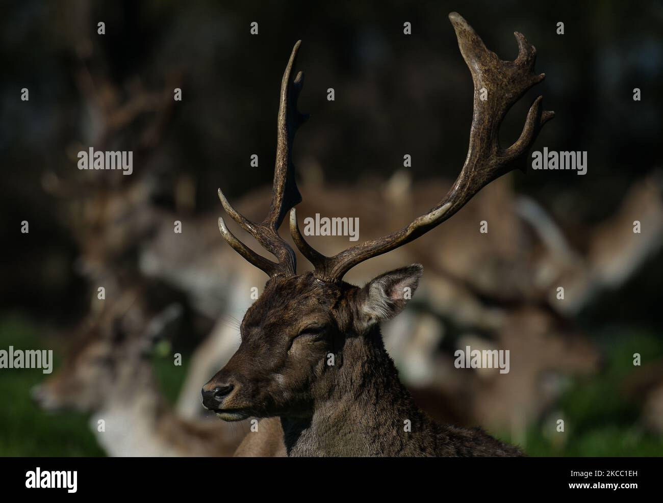 A herd of wild deer rest in sunny spring weather in Phoenix Park ...