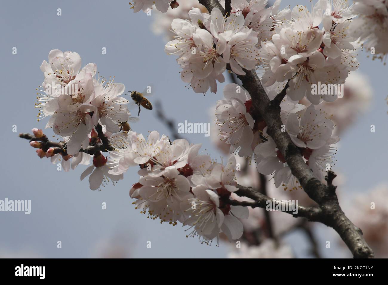 April 02, 2021-Jecheon, South Korea-honey Bee feeding to blooming ...