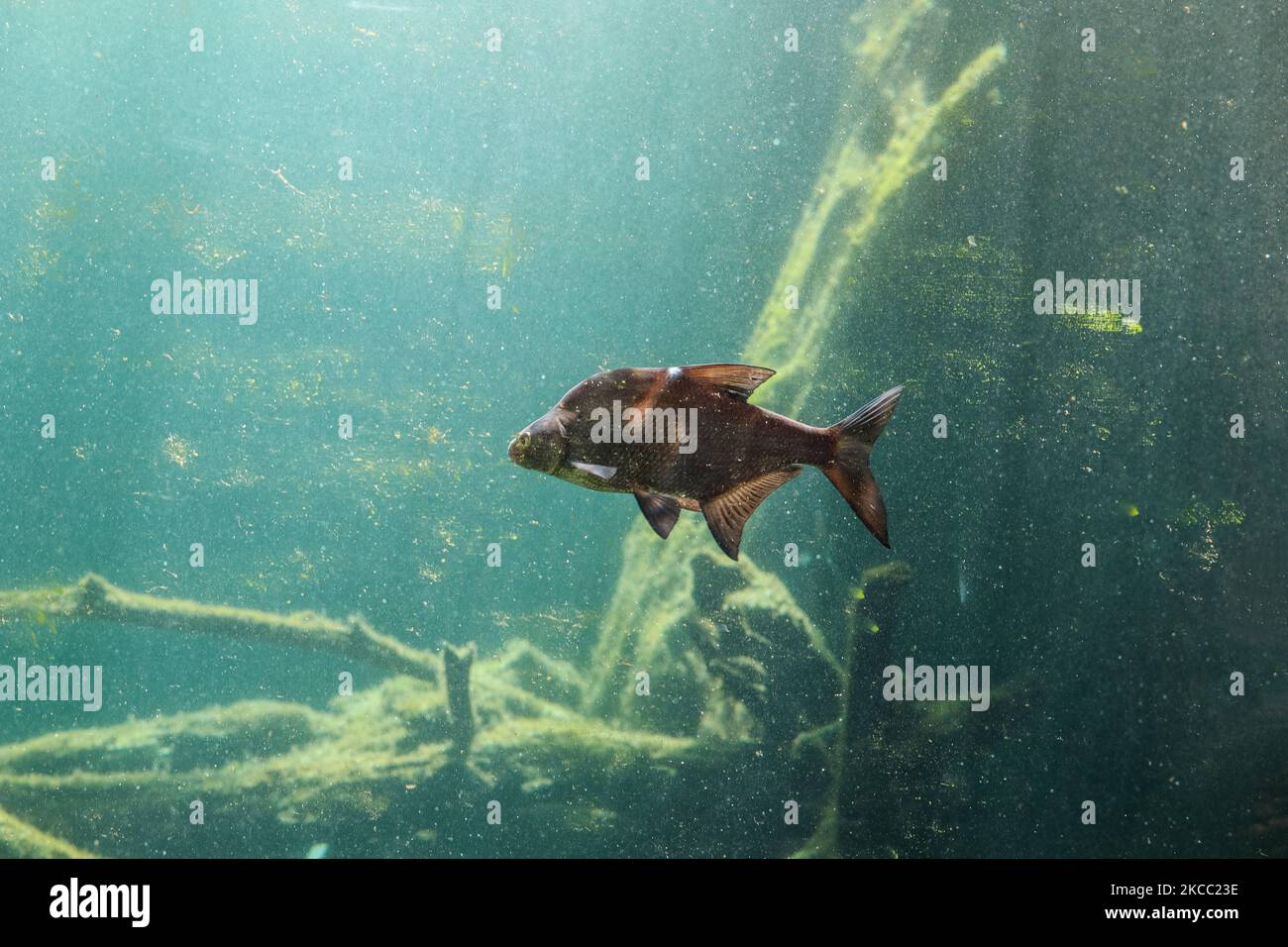 Freshwater fish in zoological garden Stock Photo - Alamy