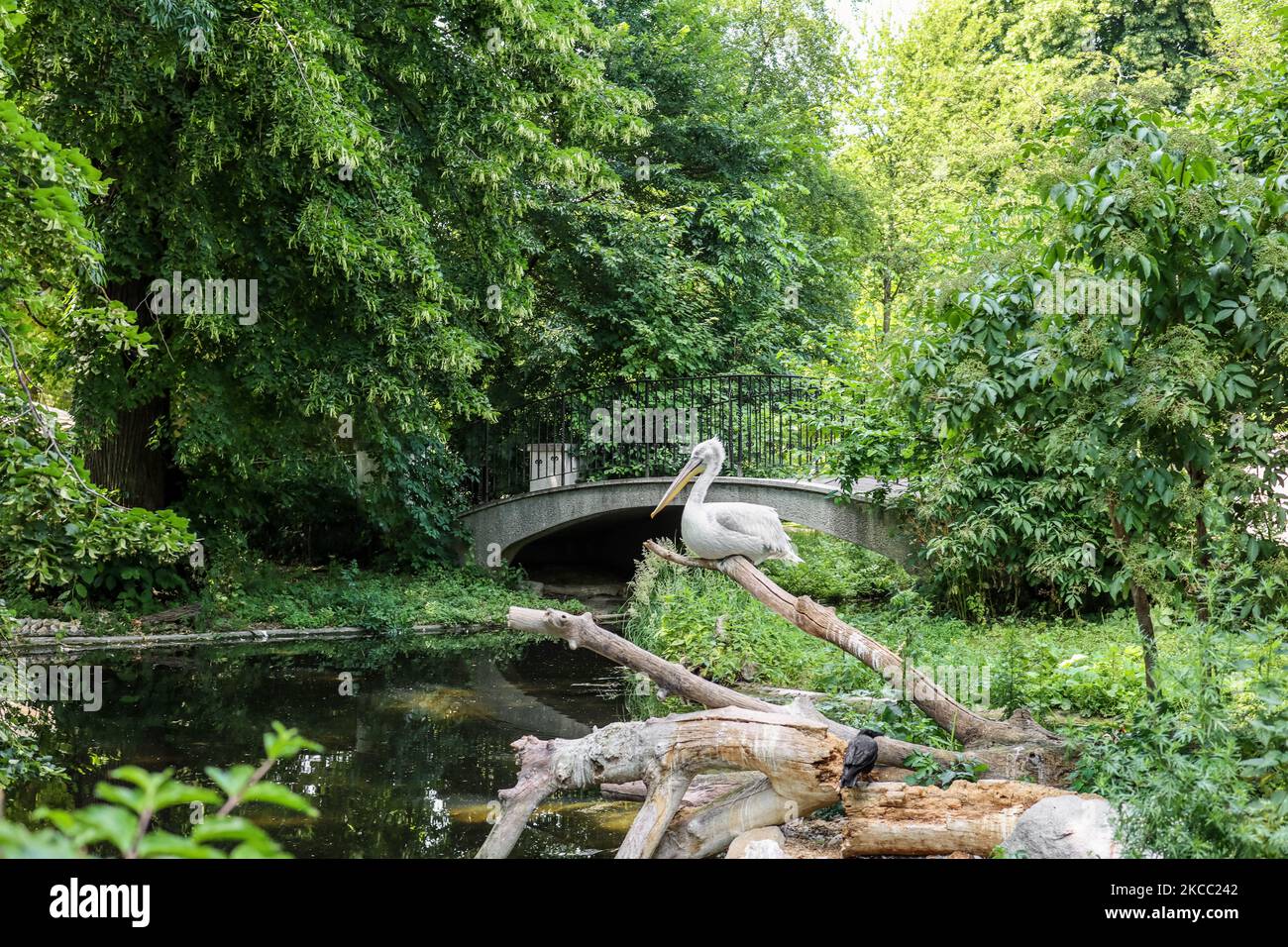 Pelican in beautiful green zoological garden Stock Photo - Alamy