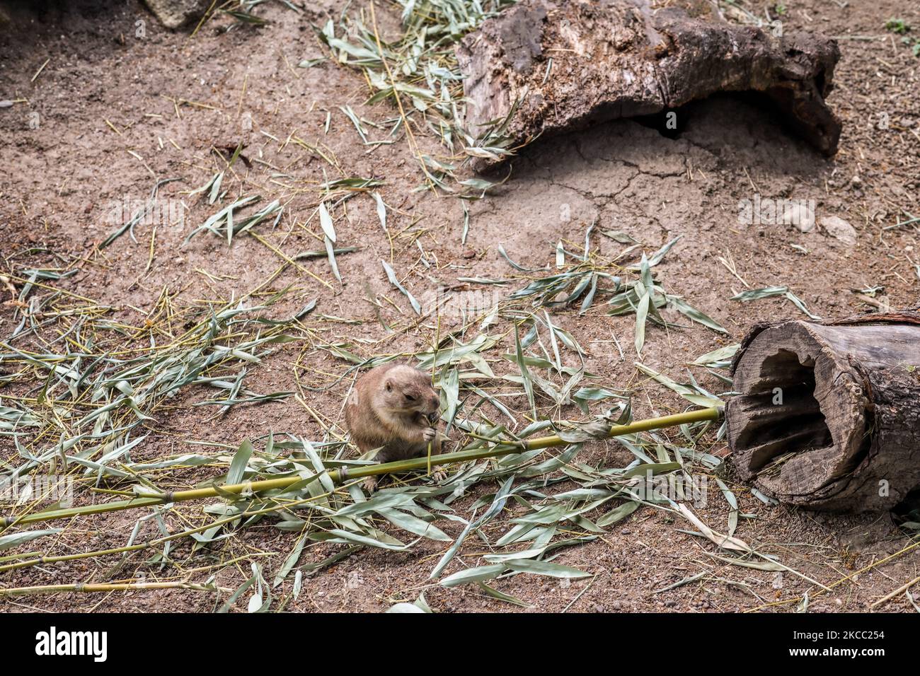 Cute gopher in zoological garden Stock Photo - Alamy