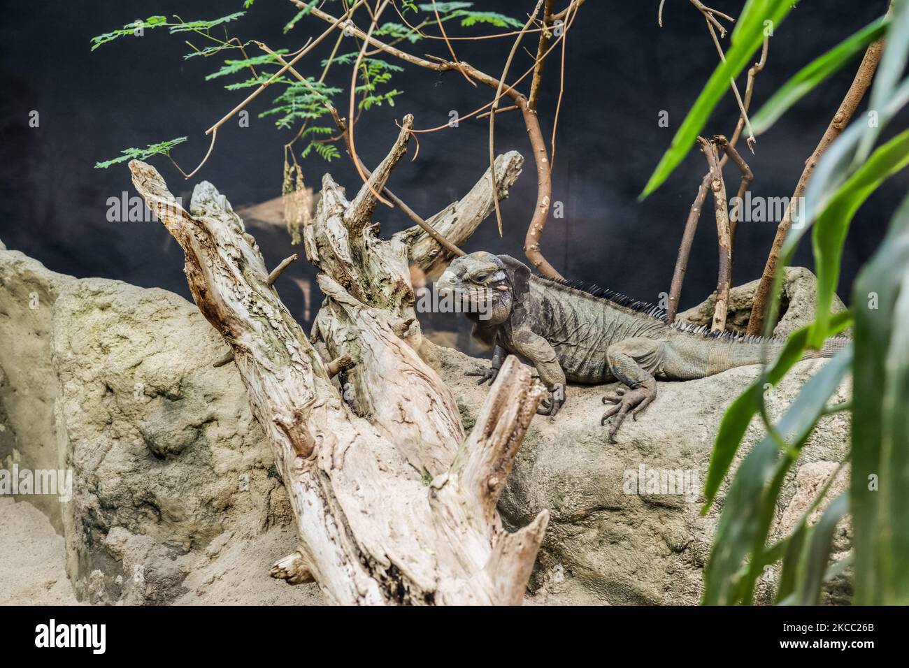 Exotic iguana in zoological garden Stock Photo - Alamy