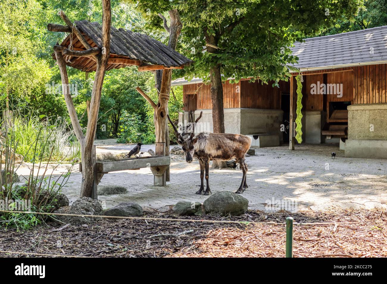 Male reindeer in zoological garden Stock Photo - Alamy