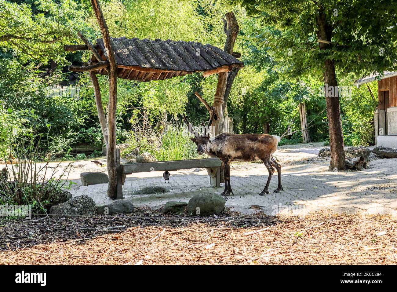 Reindeer enclosure hi-res stock photography and images - Alamy