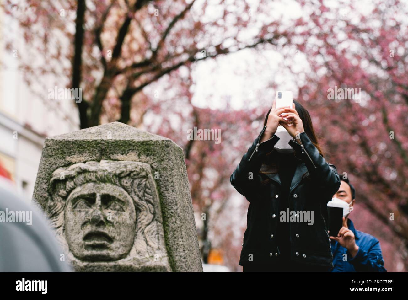 people takes pictures under the cherry Blossoms trees in historical ...