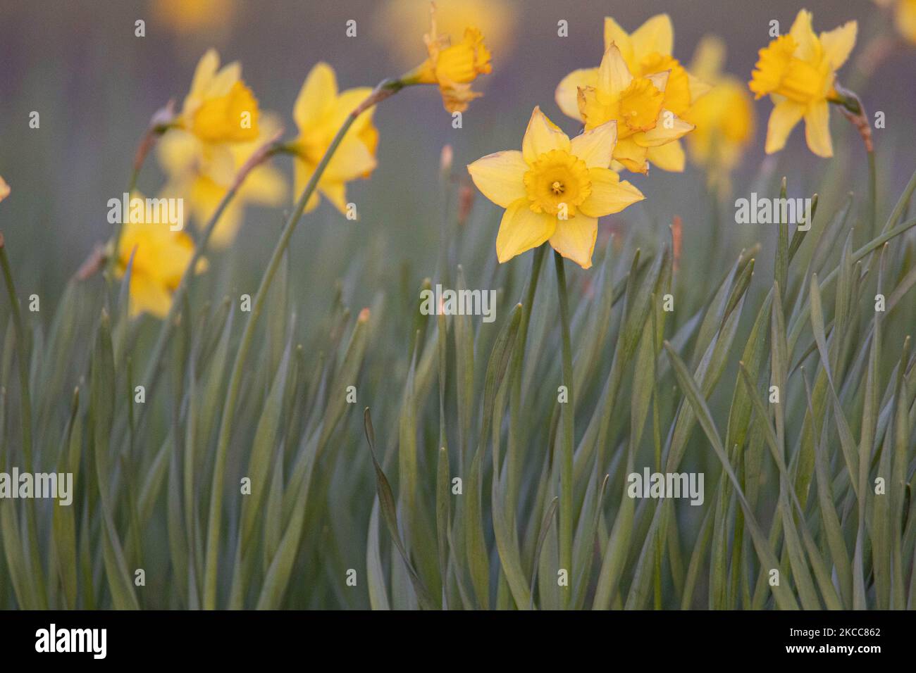 4 stamens in each flower hi-res stock photography and images - Alamy