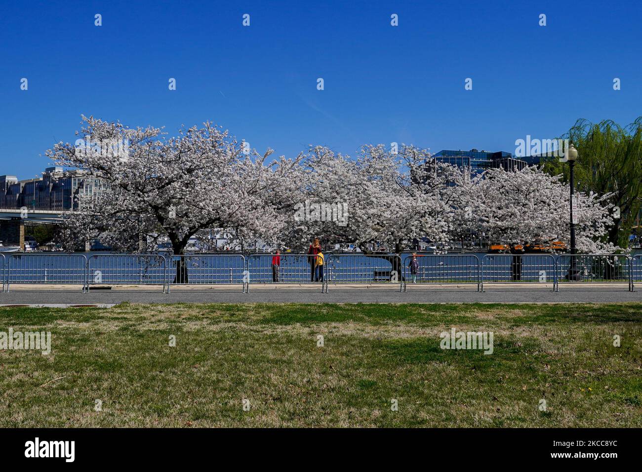 A view of the US State Capitol. Japanese Cherry Blossom trees bloom ...