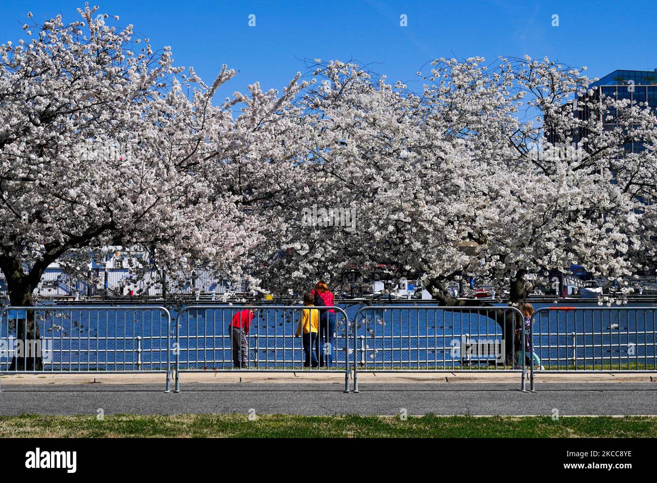 A view of the US State Capitol. Japanese Cherry Blossom trees bloom ...