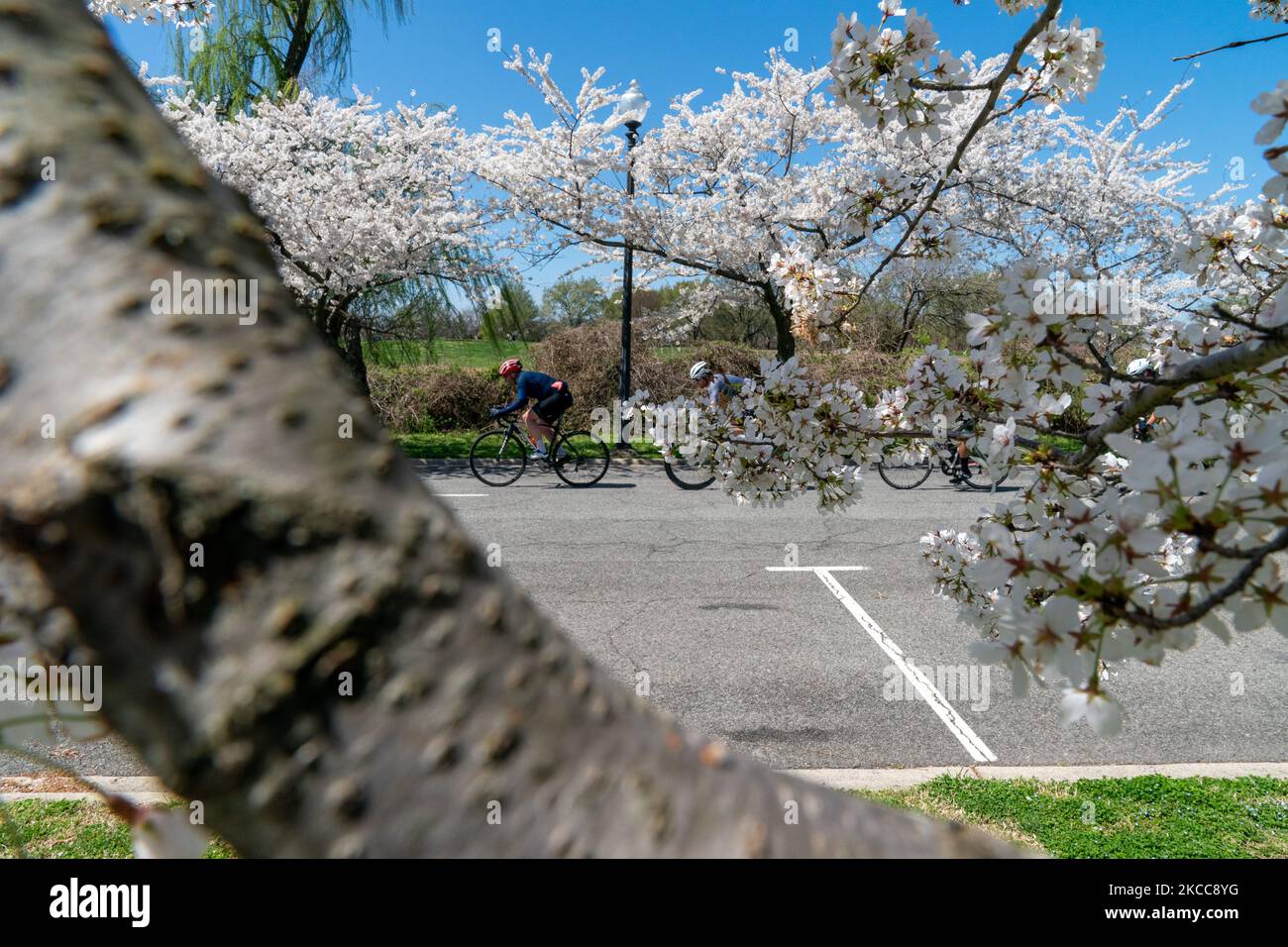 A view of the US State Capitol. Japanese Cherry Blossom trees bloom ...
