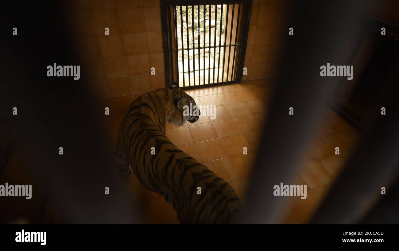 Tranquilized royal bengal tiger hi-res stock photography and images - Alamy