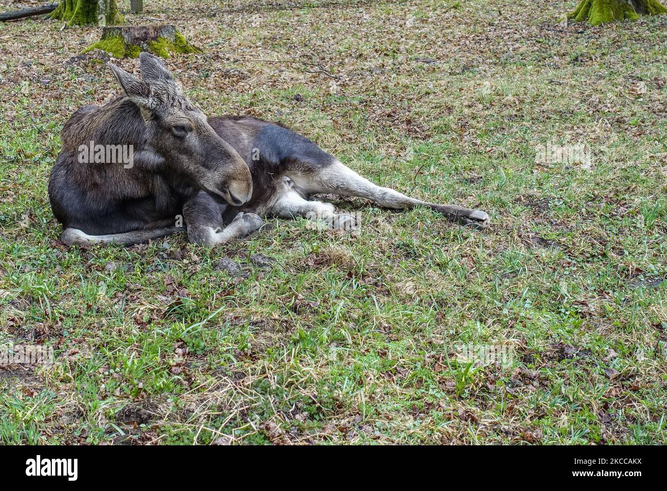 Moose or elk is seen in Bialowieza, Poland, on 3 April 2021 European ...