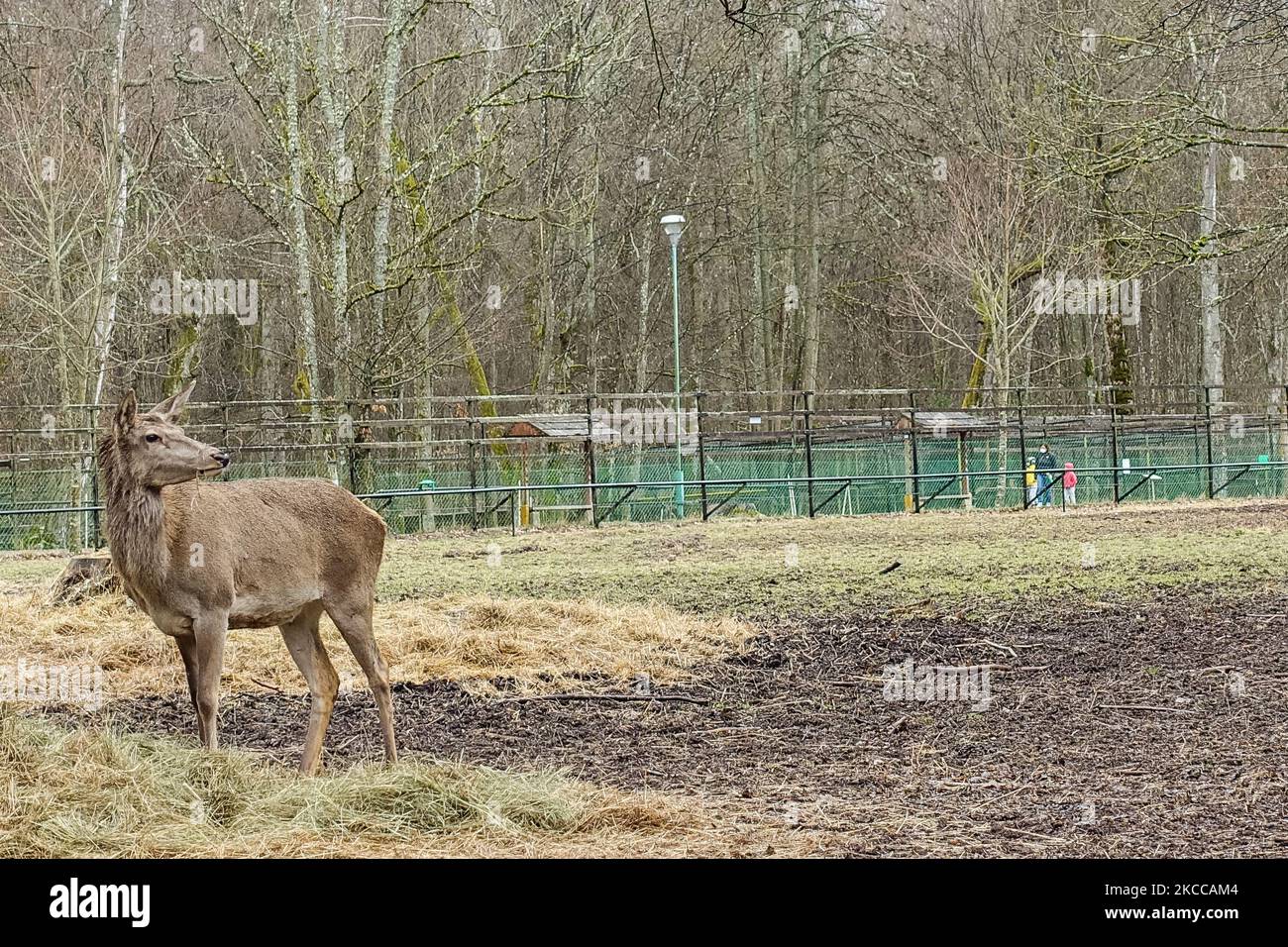 Red deer (Cervus elaphus) is seen in Bialowieza, Poland, on 3 April ...