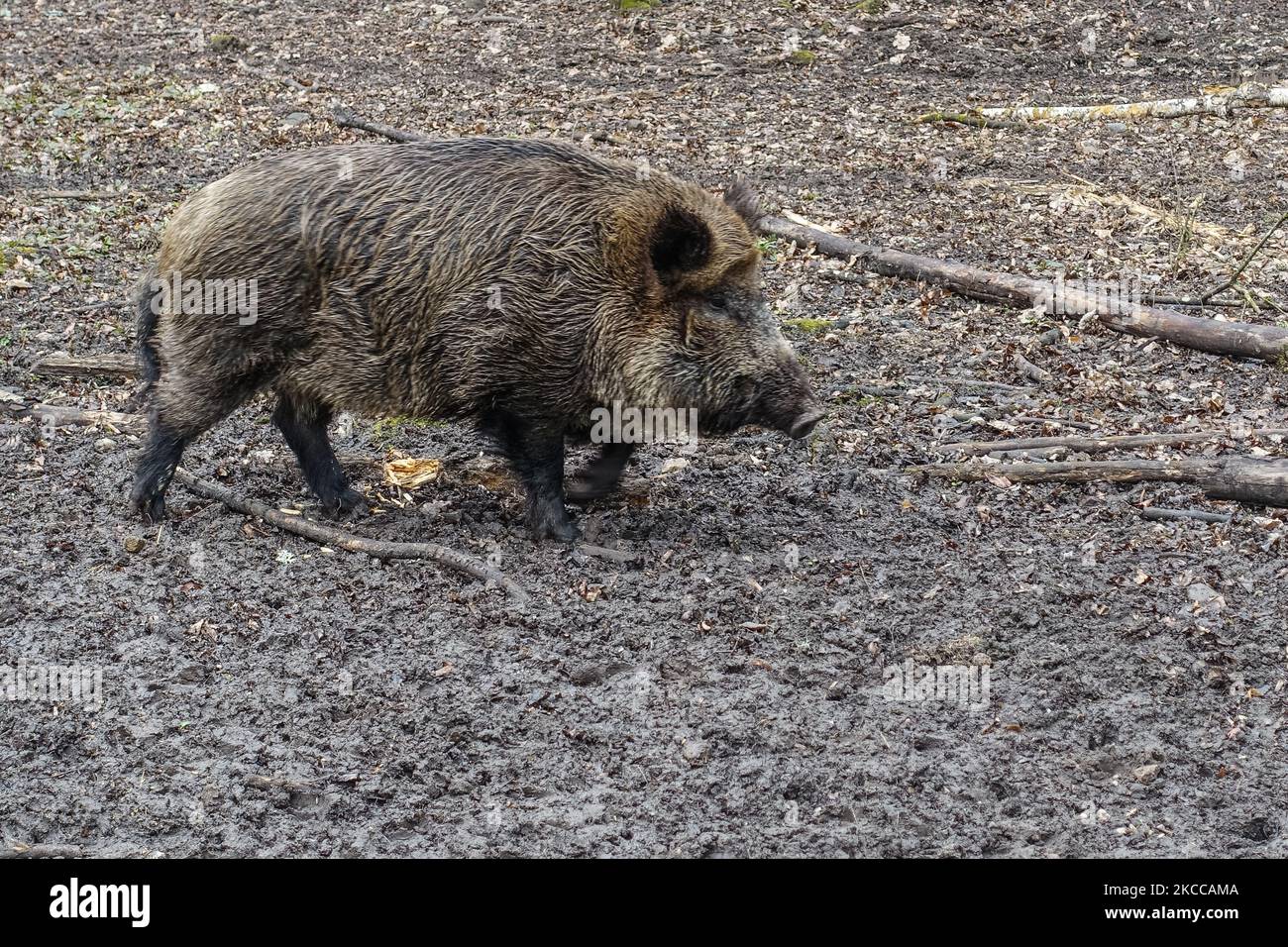 wild boar (Sus scrofa) is seen in Bialowieza, Poland, on 3 April 2021 ...