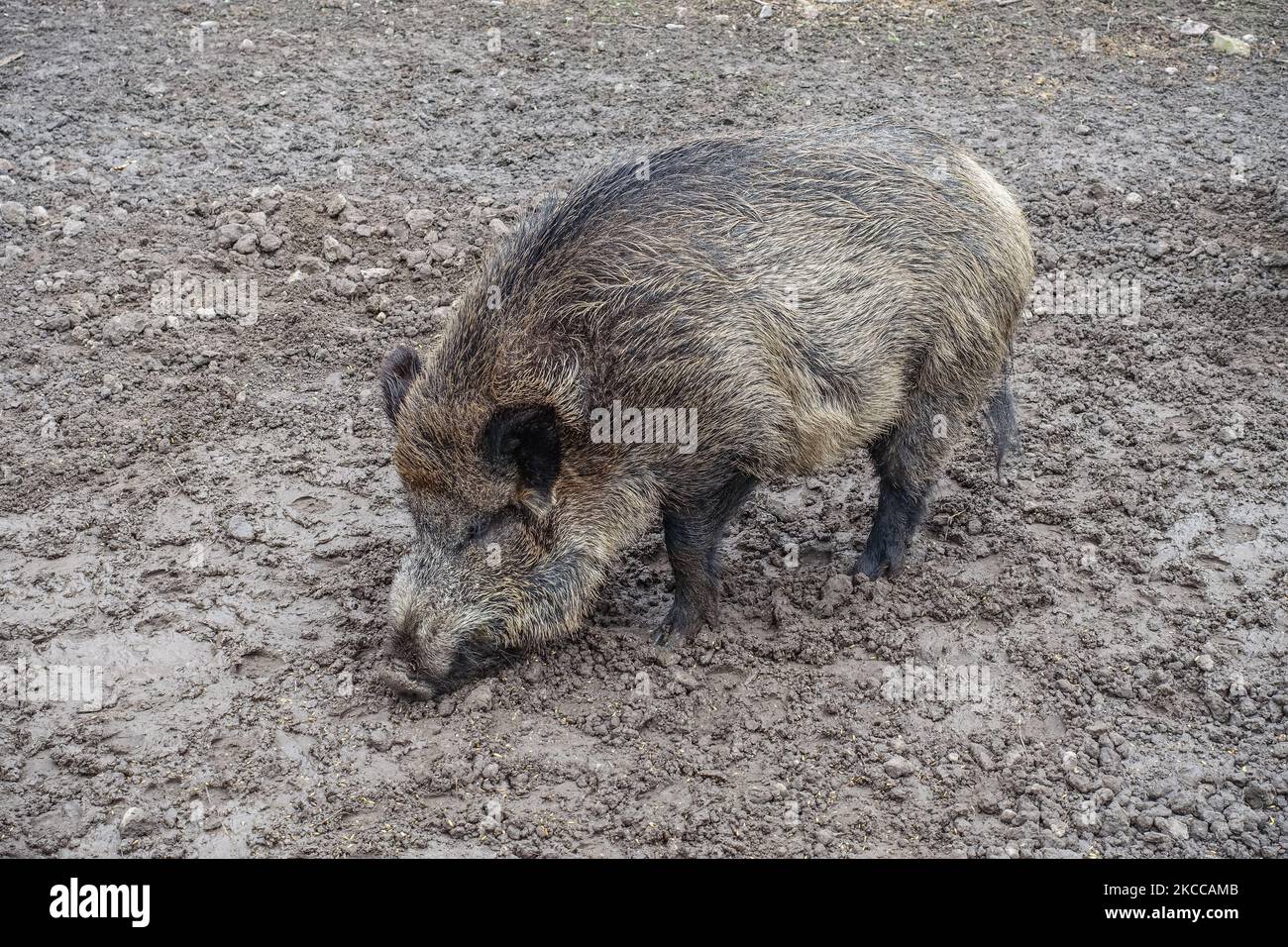 Wild boar (Sus scrofa) is seen in Bialowieza, Poland, on 3 April 2021 ...