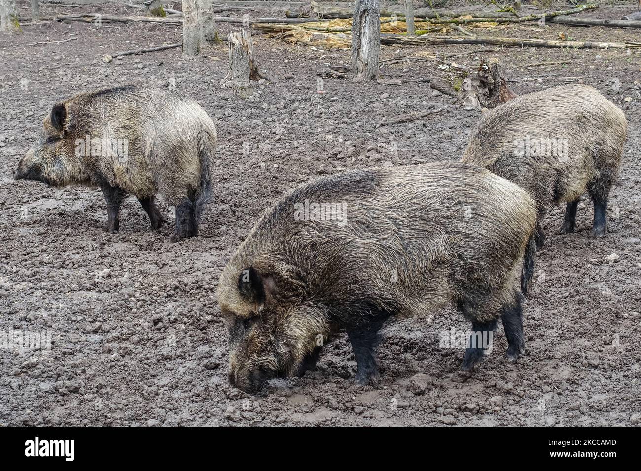 Wild boars (Sus scrofa) are seen in Bialowieza, Poland, on 3 April 2021 ...