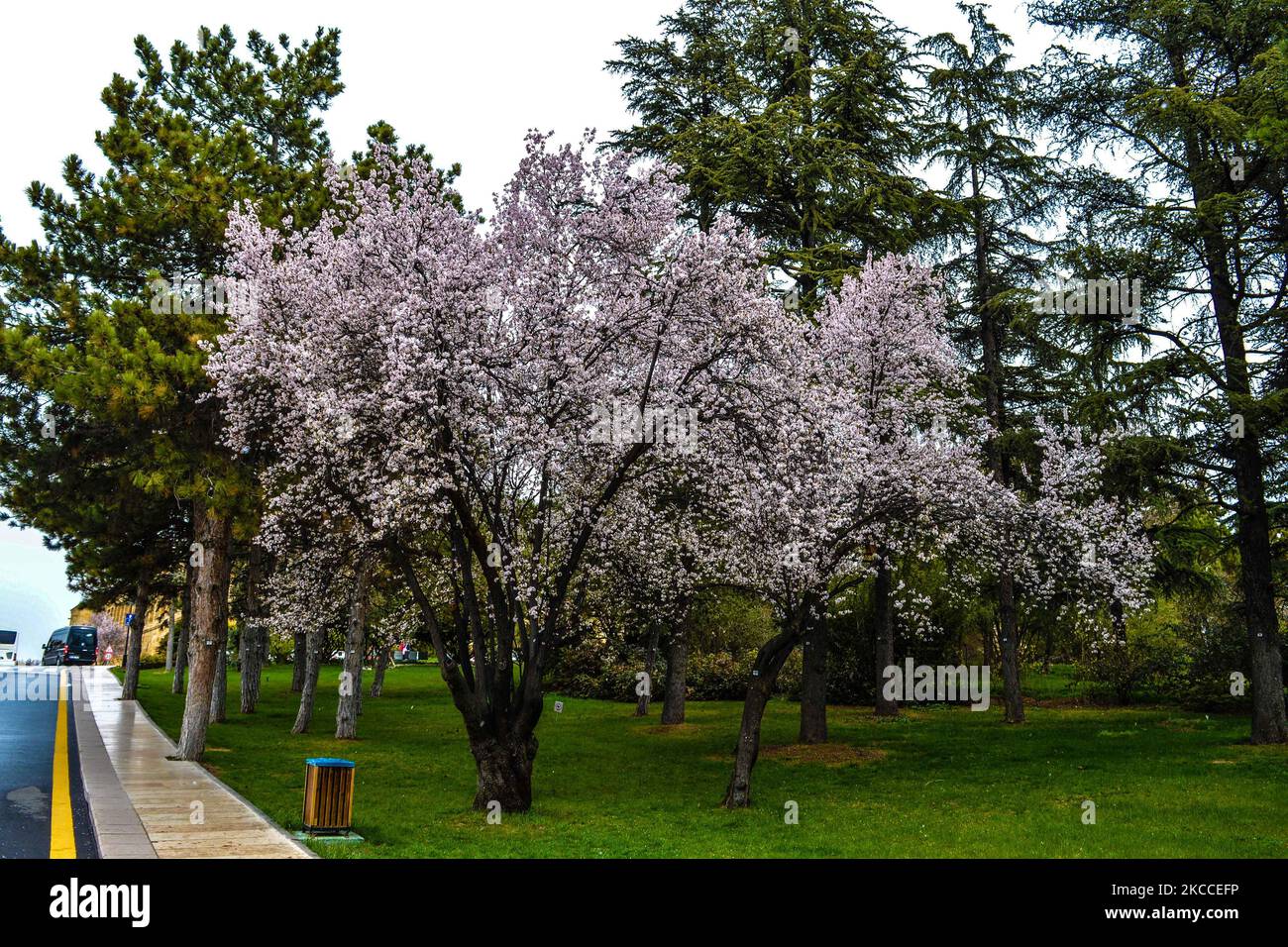 A cherry blossom tree is seen at Anitkabir, the mausoleum of modern ...