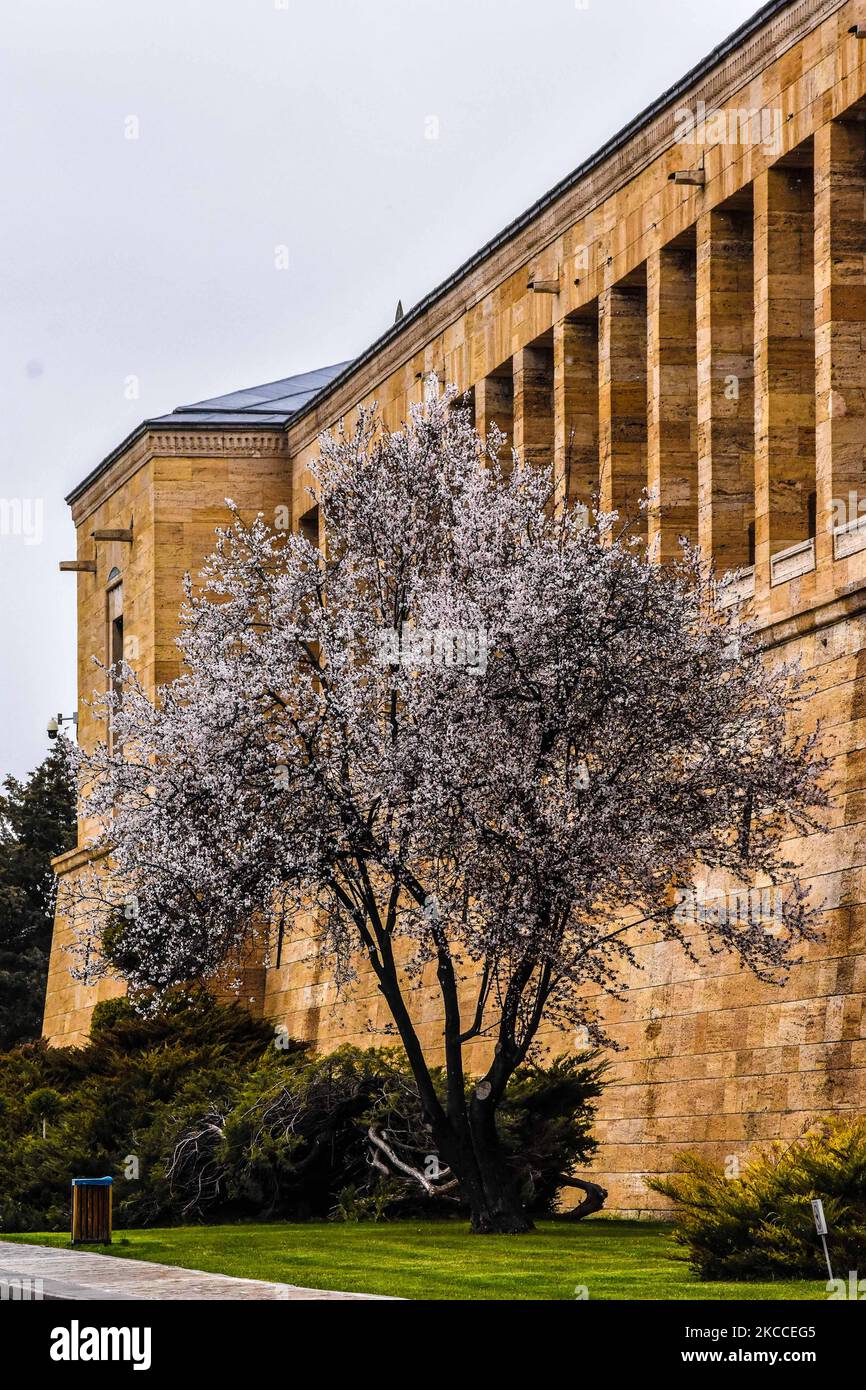 A cherry blossom tree is seen at Anitkabir, the mausoleum of modern ...