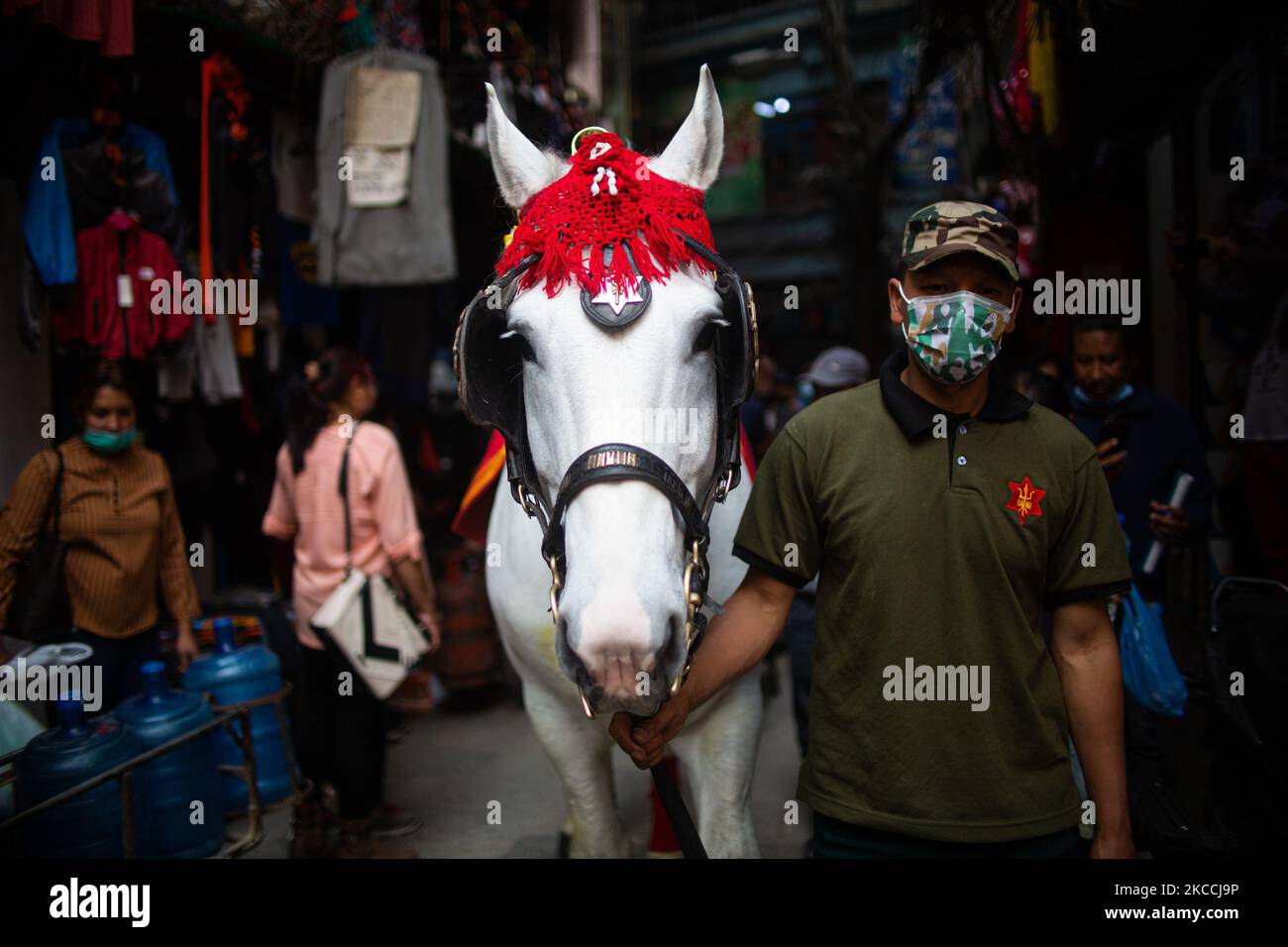 A decorated horse is pictured during Ghode Jatra festival at Kathmandu ...