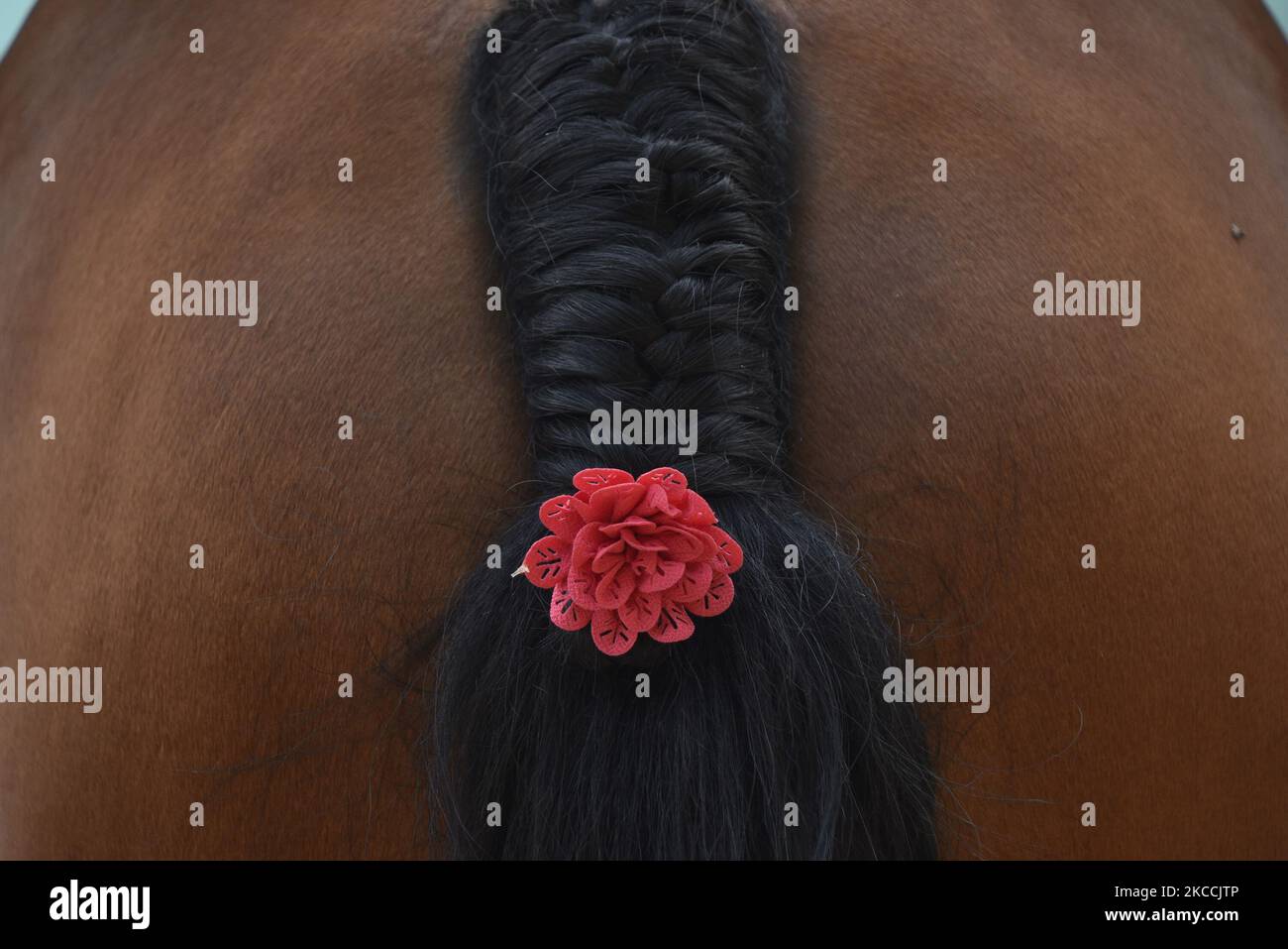 A decorated Nepalese Army's trained horse arrives to take part in Ghode ...