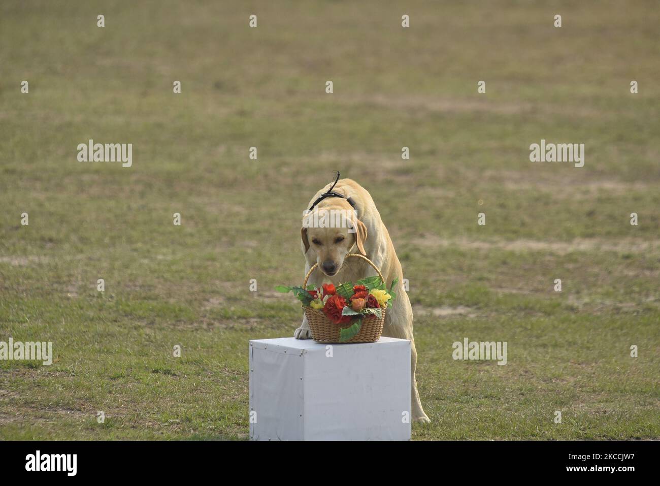 A Nepalese Army dog performs skill by carrying flower bouquet to ...