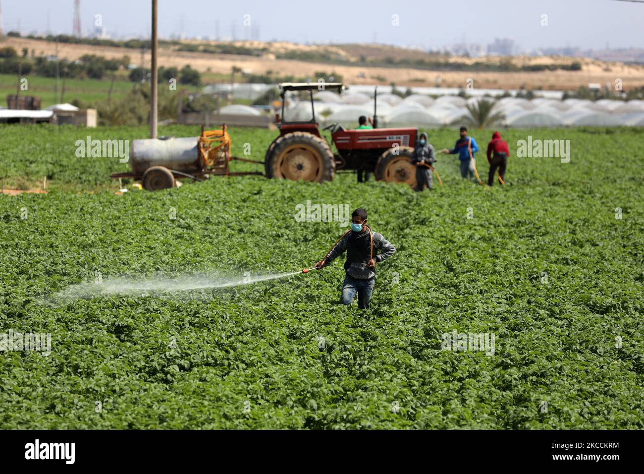 A Palestinian farmer sprays farm chemicals in his farm near the border ...