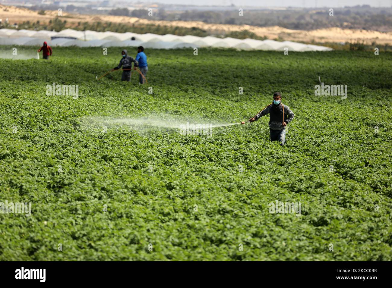 A Palestinian farmer sprays farm chemicals in his farm near the border ...