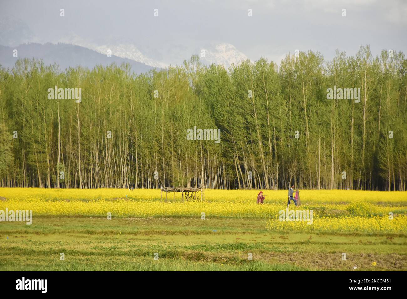 Kashmiri people walk in the mustard fields in Pulwama district of ...
