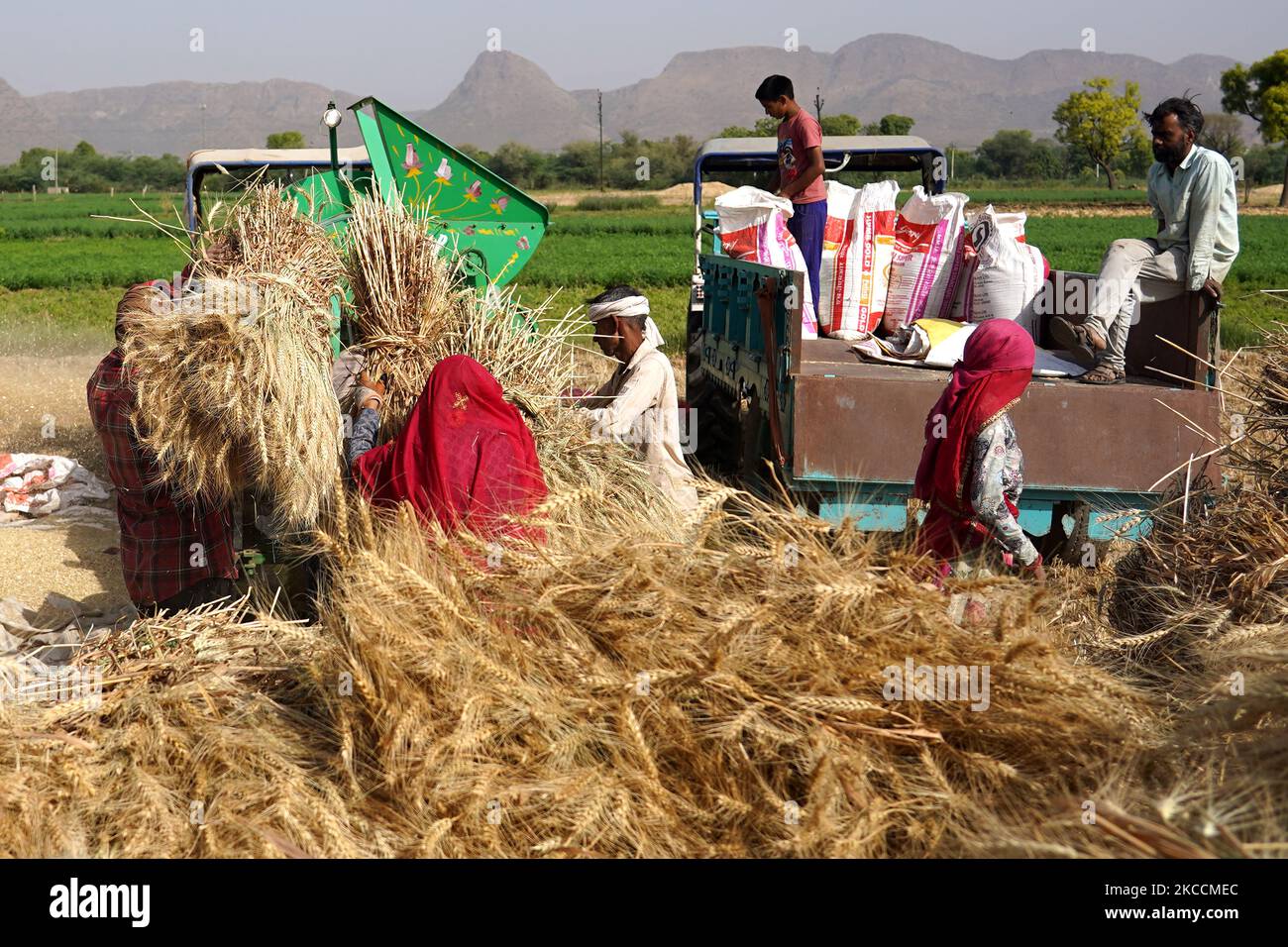 Indian Farmer Thresh The Harvested Wheat Crop In The Outskirts Of Ajmer ...