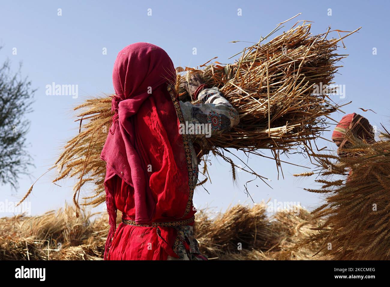 Indian Farmer Thresh The Harvested Wheat Crop In The Outskirts Of Ajmer ...