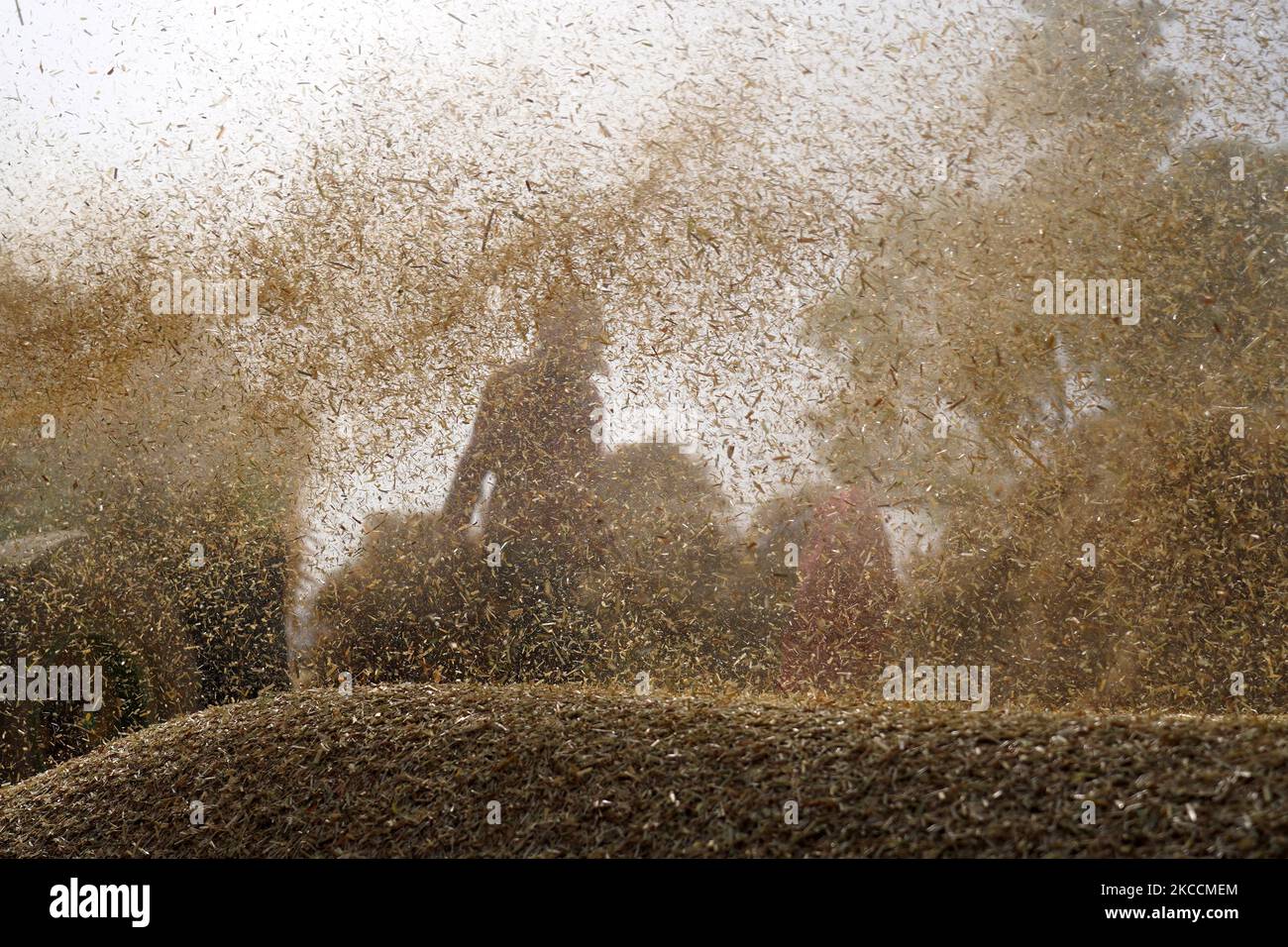 Indian Farmer Thresh The Harvested Wheat Crop In The Outskirts Of Ajmer ...