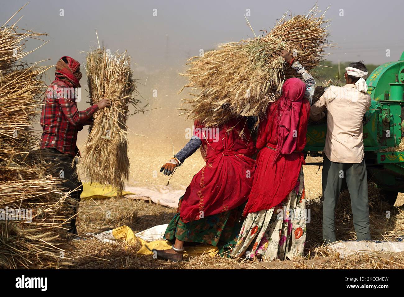 Indian Farmer Thresh The Harvested Wheat Crop In The Outskirts Of Ajmer ...