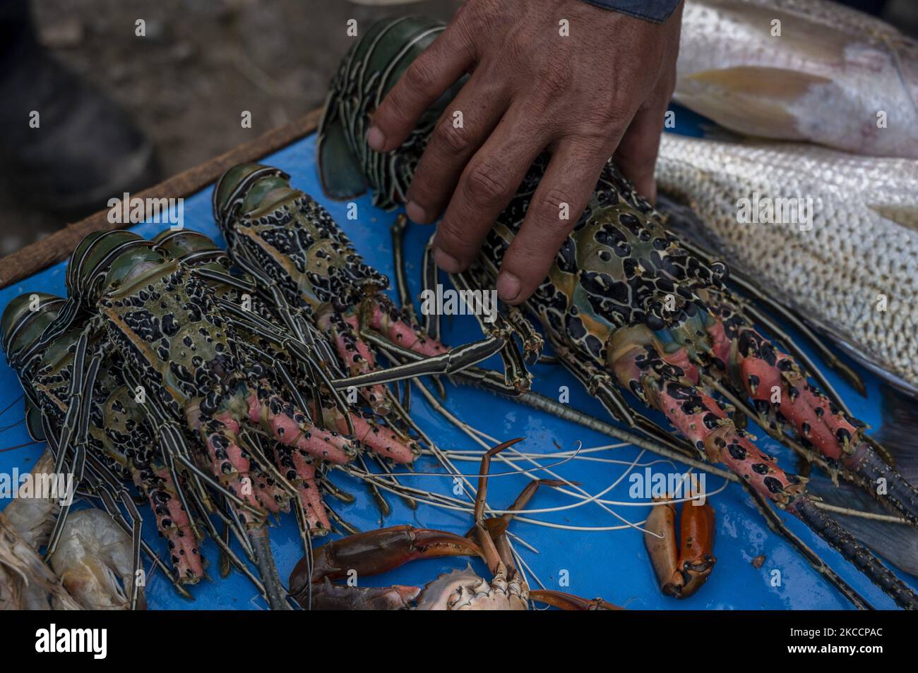 Consumers choose lobster (Panulirus spp.) which is sold at the marine ...