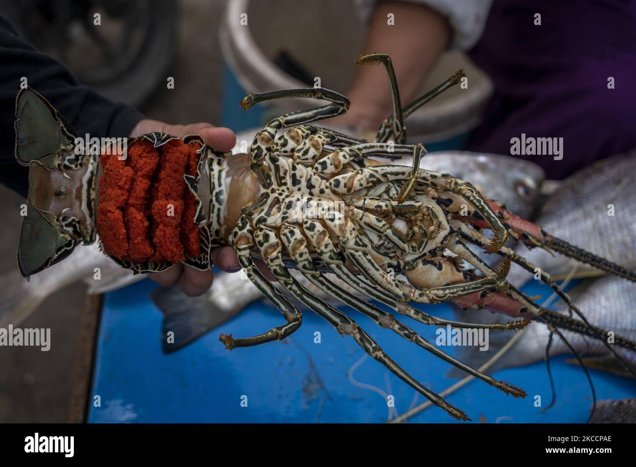 A trader shows a lobster (Panulirus spp.) that is laying eggs and sold ...