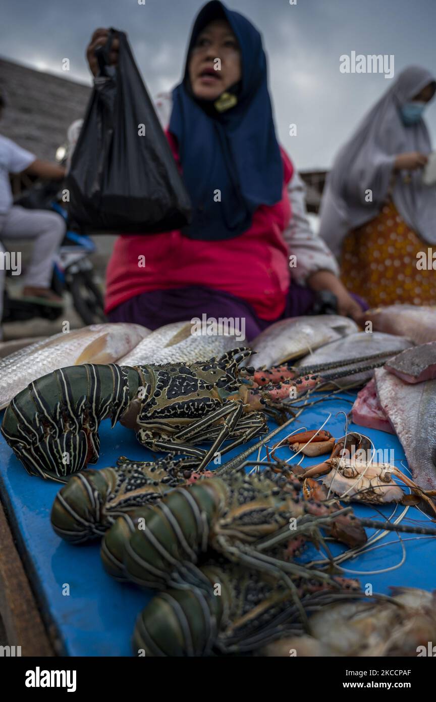 Traders serve lobster buyers (Panulirus spp.) at the marine fish market ...