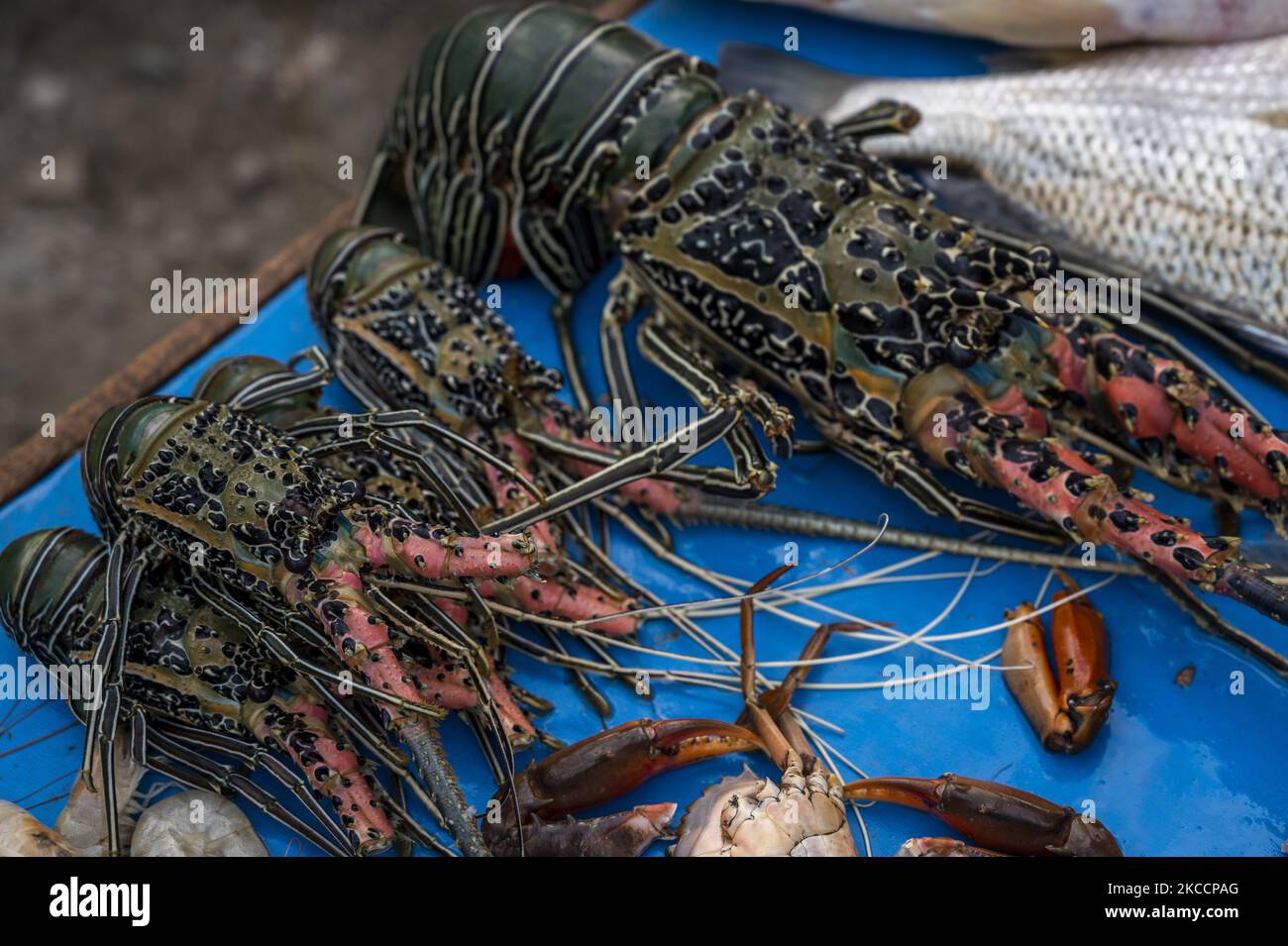 Several lobsters (Panulirus spp.) were sold at the marine fish market ...
