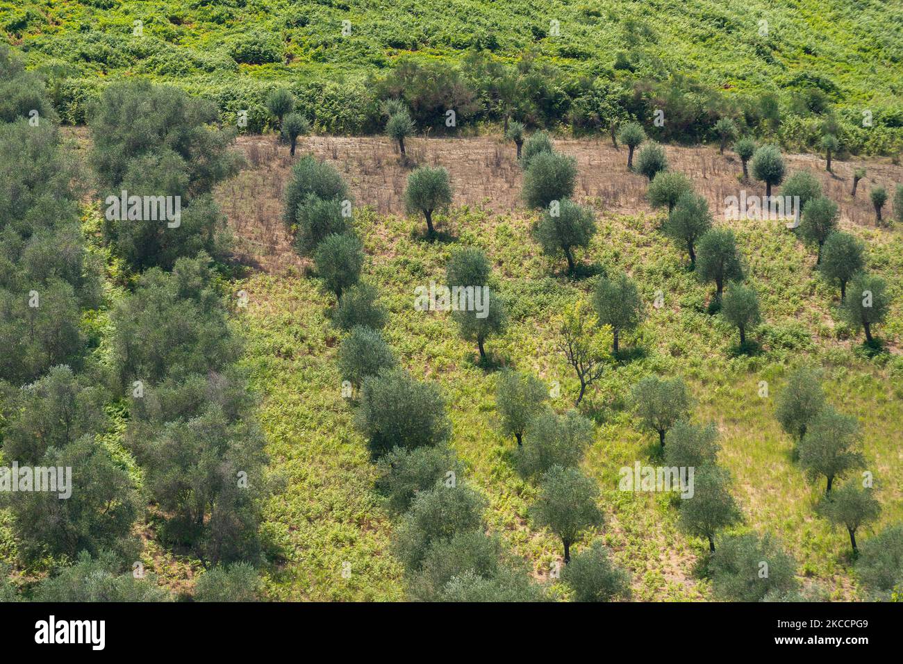Green olive trees farmland, agricultural landscape with olives plant ...